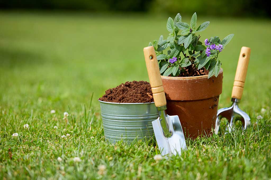 Gardening Safety: 3 Tips You Should Follow - Discovery Village