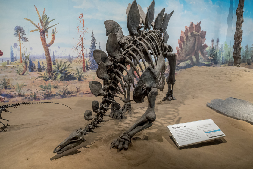5 Museums In Tampa, FL You Can Visit With Family - Discovery Village