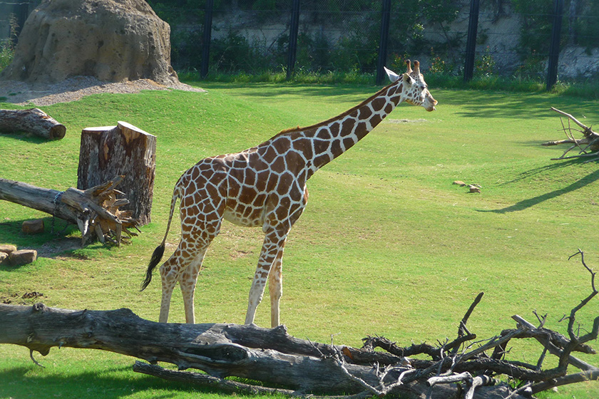 Retirement Safari in Melbourne, FL: Exploring Adventure at Brevard Zoo ...